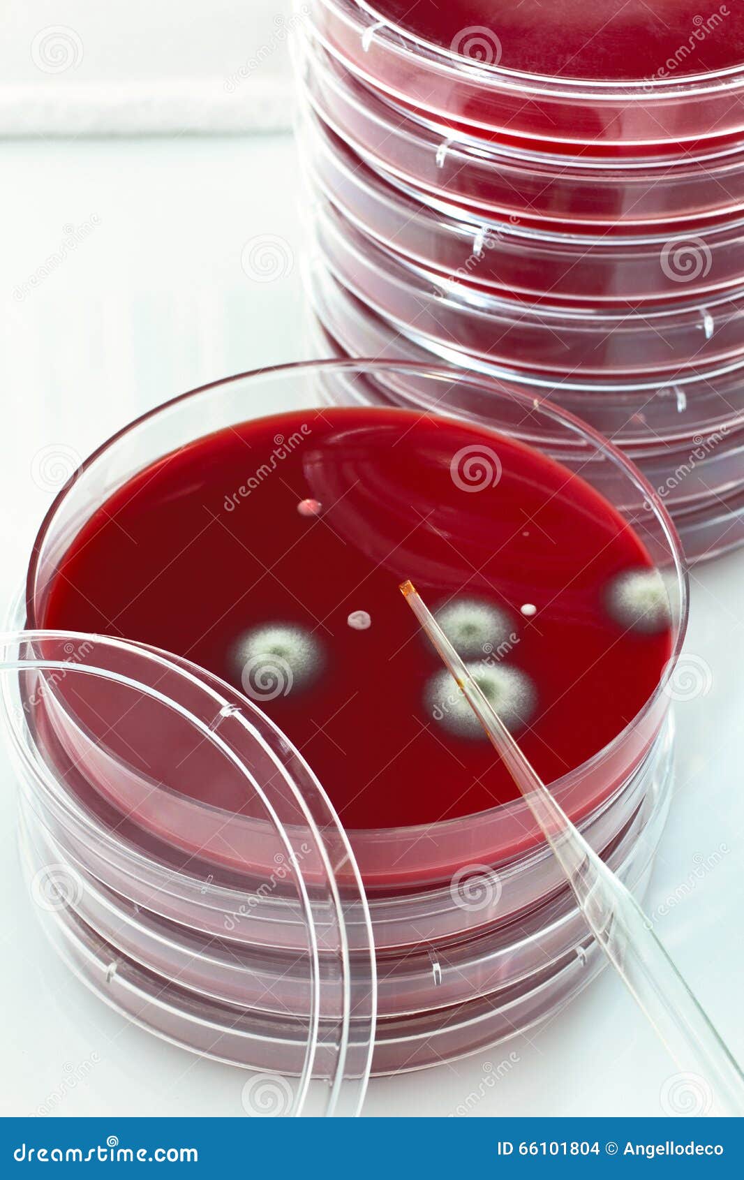 Petri dish with dropper stock photo. Image of discovery - 66101804