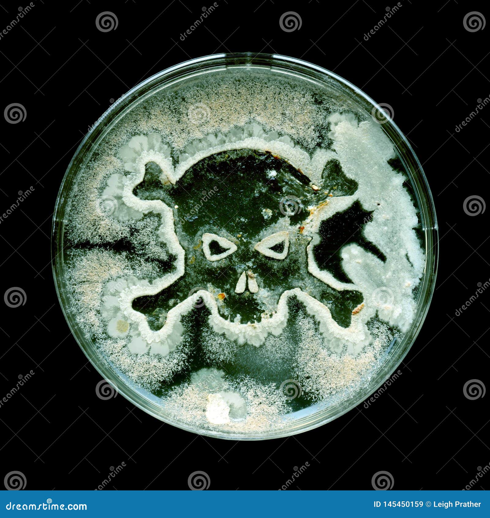 Petri Dish with Bacteria in the Shape of a Skull and Crossbones Stock ...