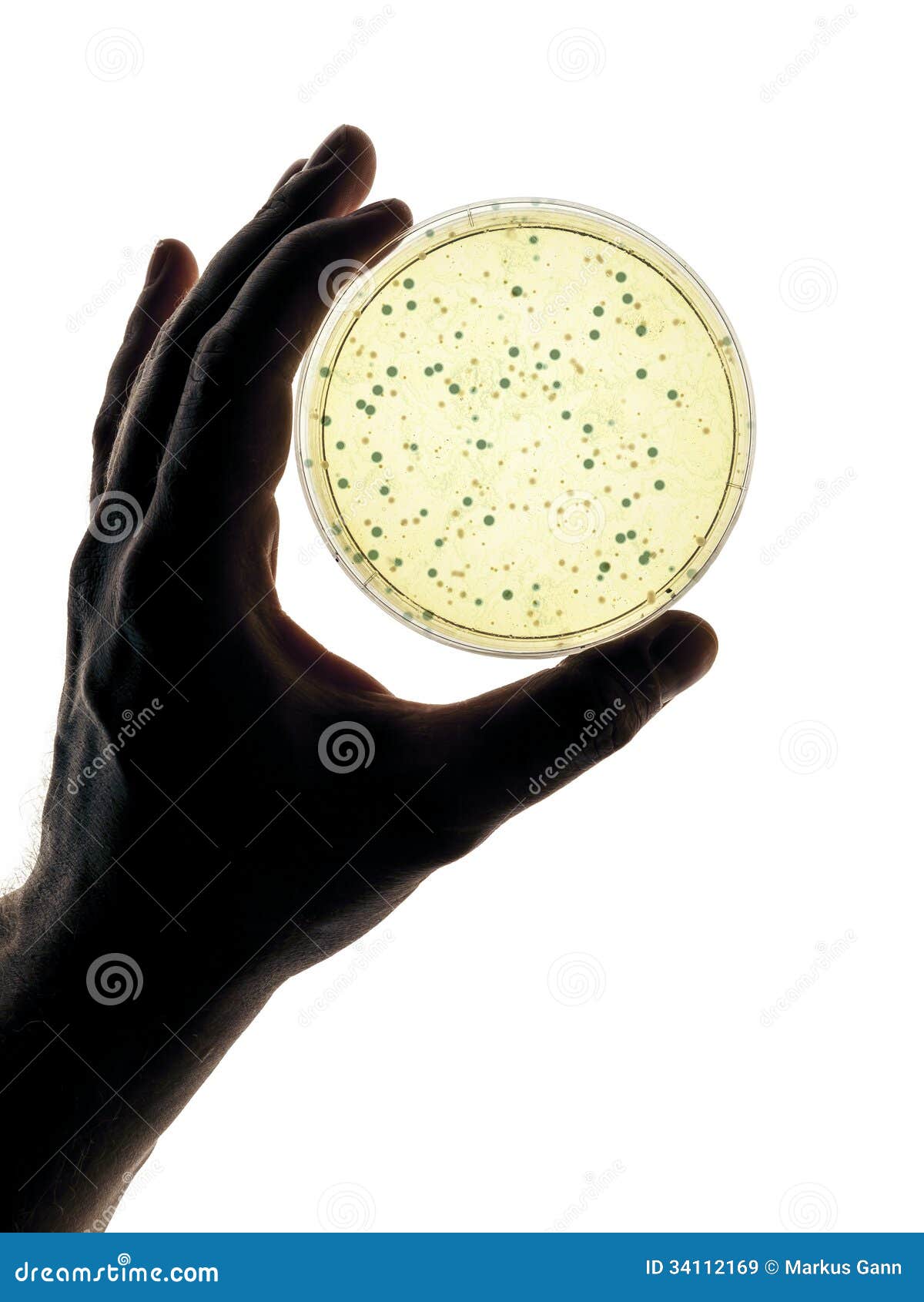Petri dish stock image. Image of health, coli, background - 34112169