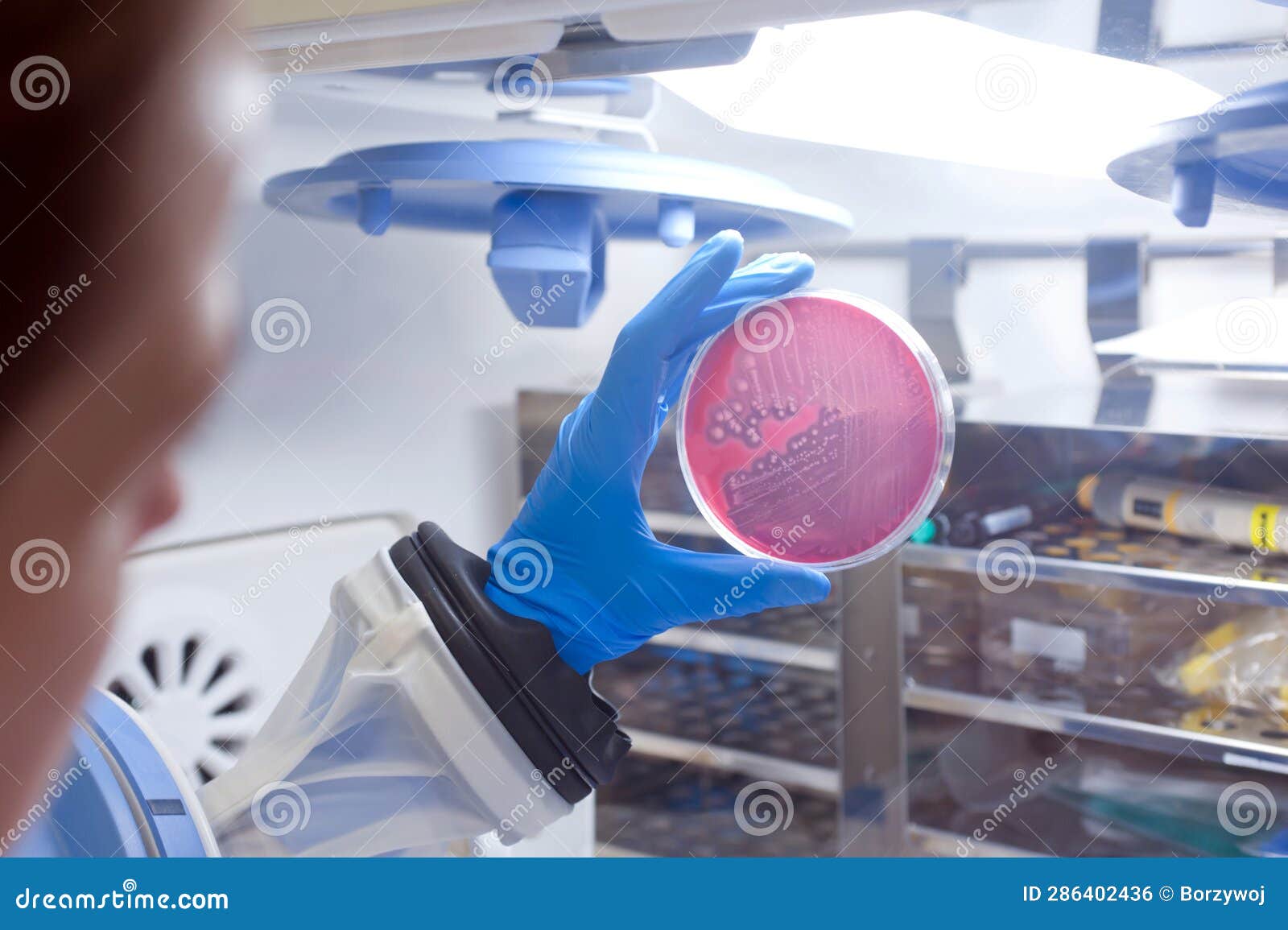 Petri dish in lab stock photo. Image of elbow, technician - 286402436