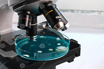 Petri Dish in the Laboratory Microscope Stock Image - Image of culture ...