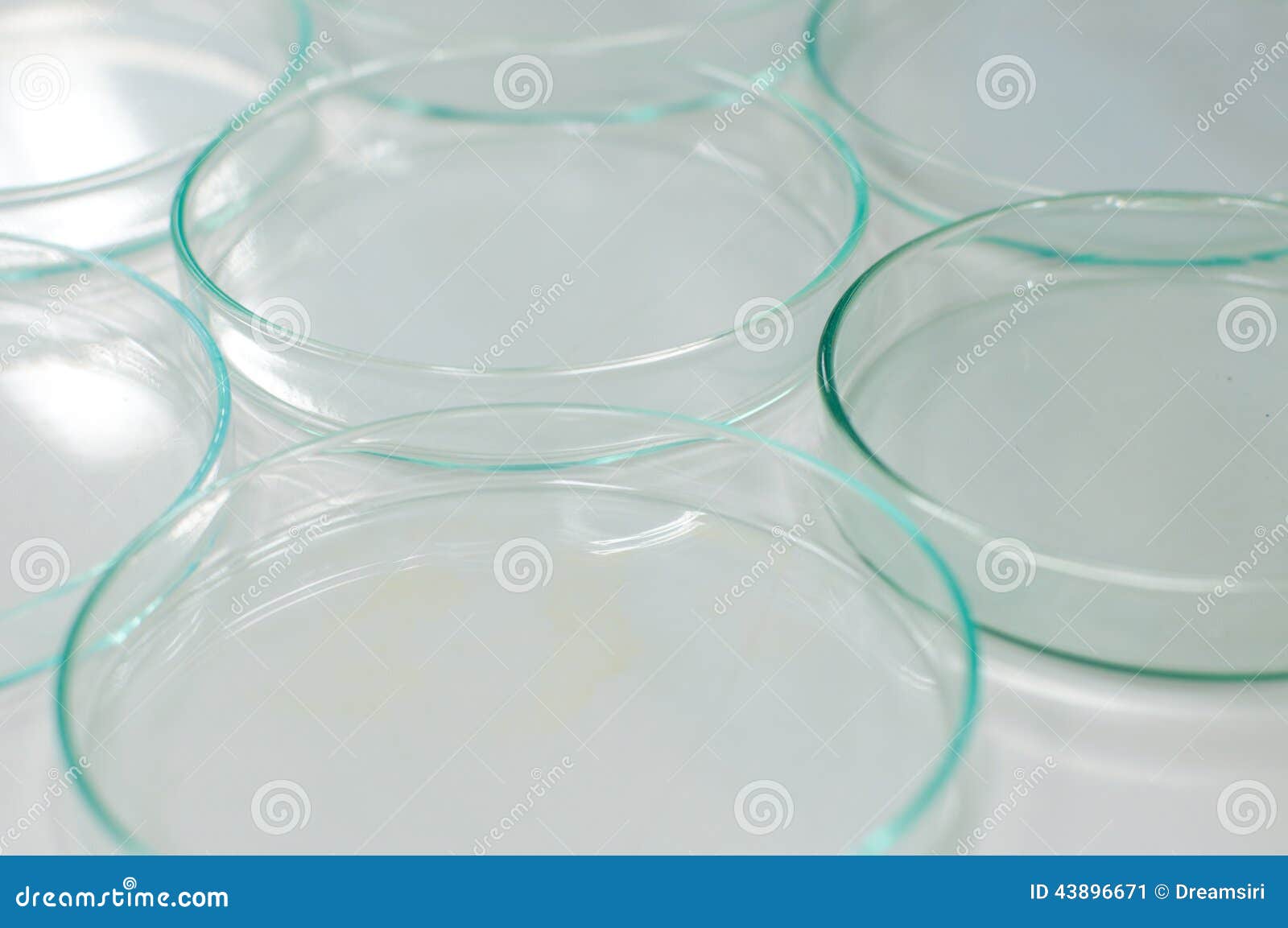 Petri dish stock image. Image of microb, microbiology - 43896671