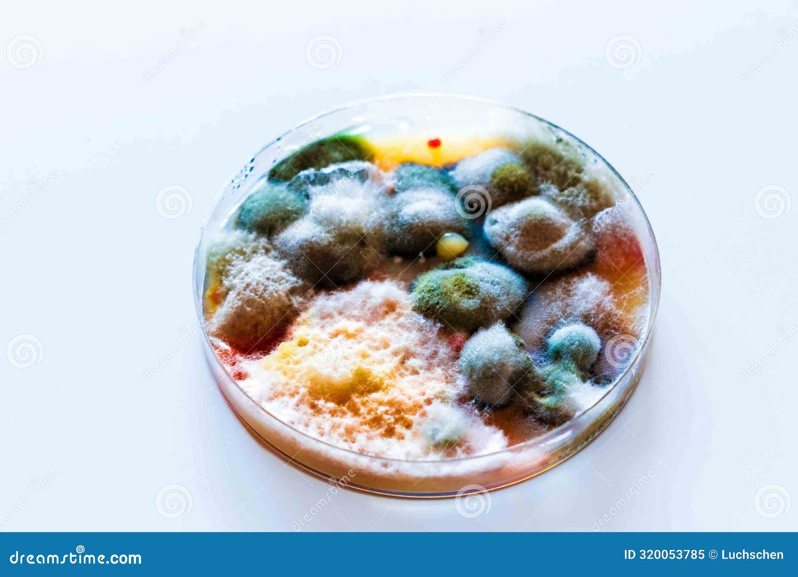 Petri Dish with Microbiota Samples from the Central Streets of the City ...