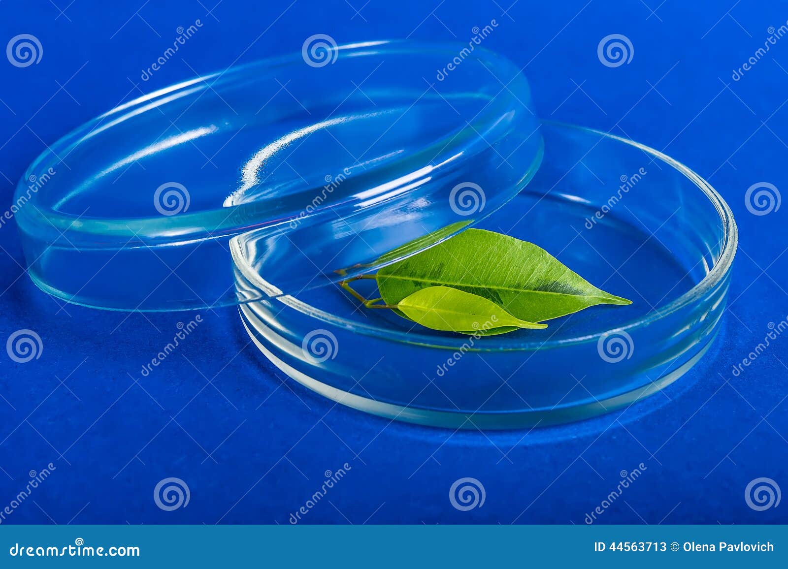 Petri Dish with Plant in Scientific Laboratory Stock Image - Image of ...