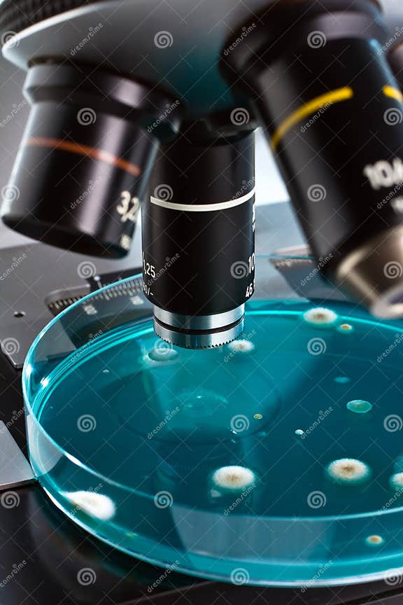 Petri Dish Under in the Laboratory Microscope Stock Image - Image of ...
