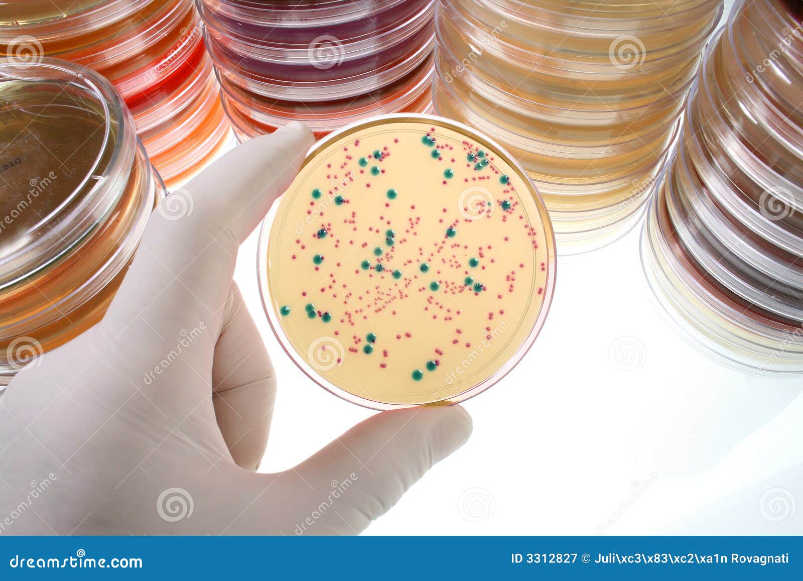 Petri dishes stock image. Image of diagnostics, microbiology - 3312827