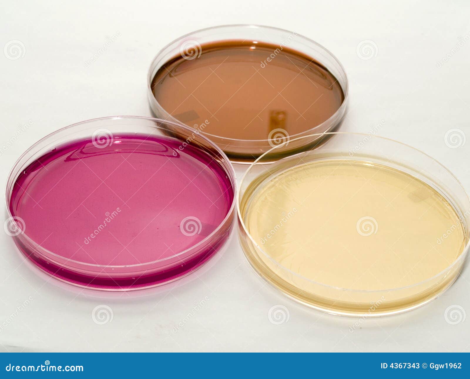 Petri dishes stock image. Image of medicine, plate, bacteria - 4367343