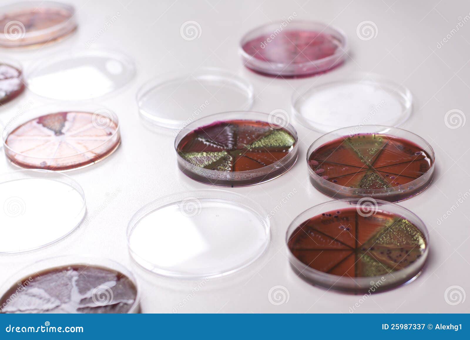 Petri dishes with bacteria stock image. Image of disease - 25987337