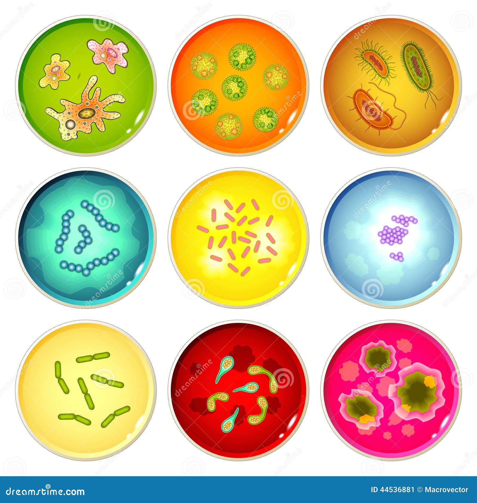 Petri Dishes with Bacterial Colonies Stock Vector - Illustration of ...