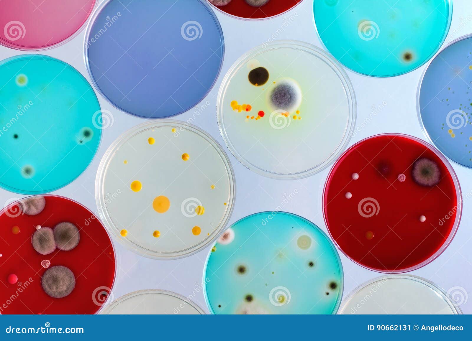 Petri dishes in the lab stock image. Image of colonies - 90662131