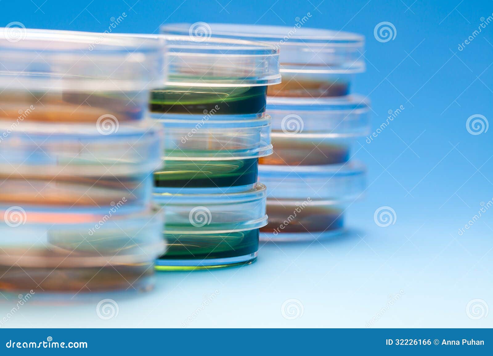 Petri Dishes in the Laboratory Stock Photo - Image of science, petri ...