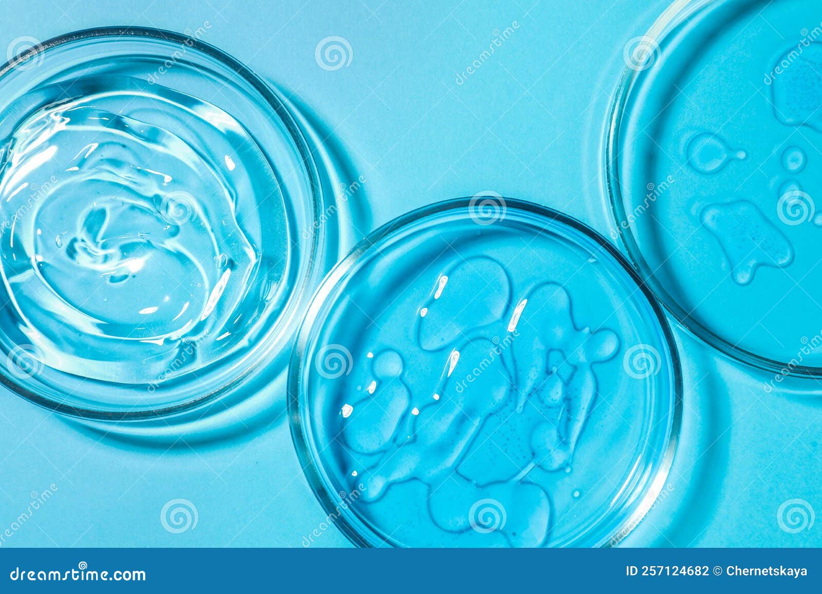 Petri Dishes with Liquids on Light Blue Background, Flat Lay Stock ...