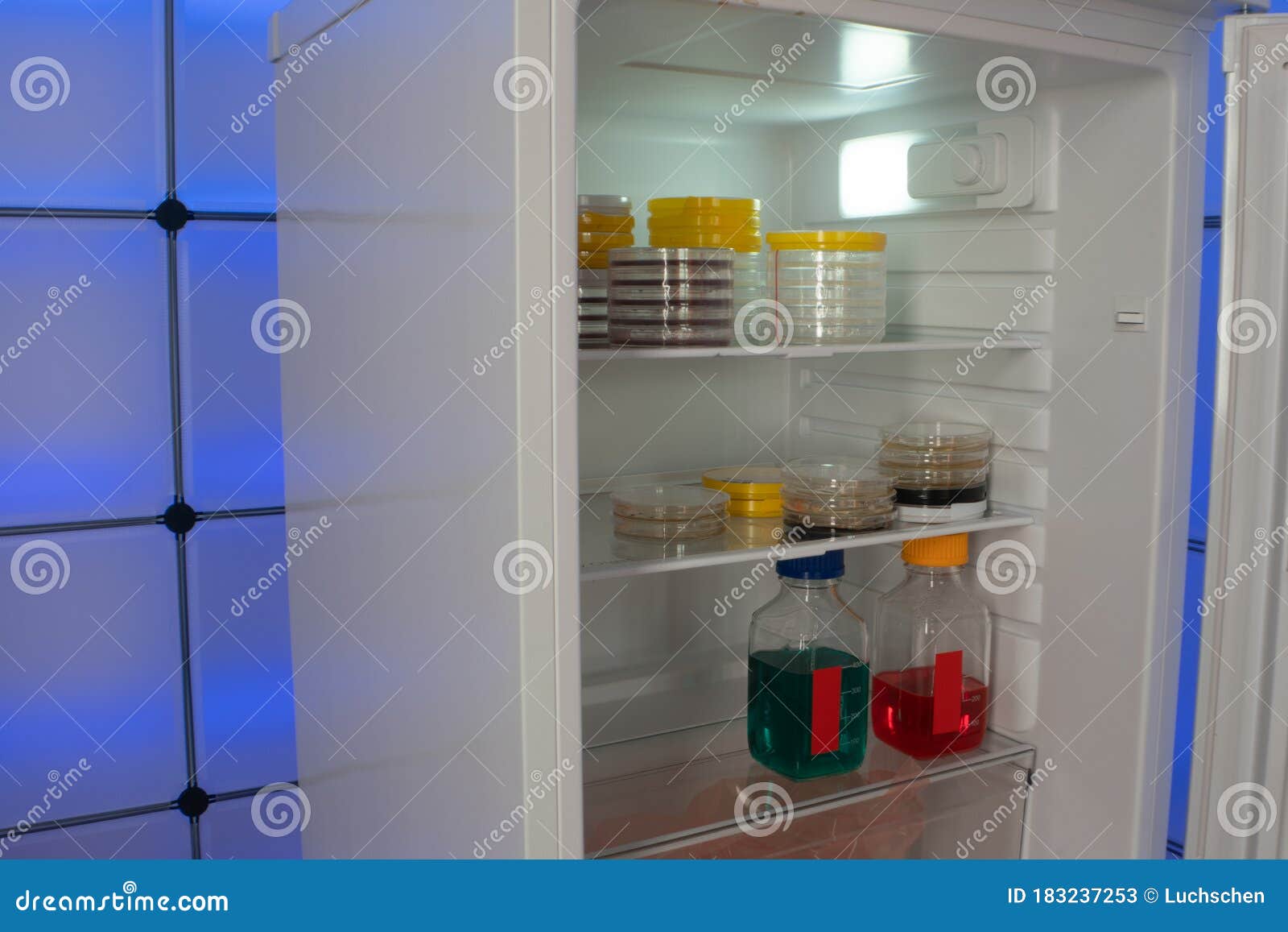 Petri Dishes with Samples of Microorganisms in a Laboratory ...