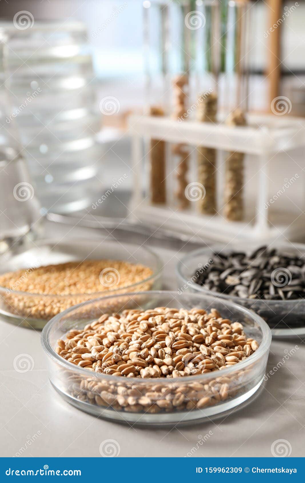 Examination Of Seeds Under A Microscope Stock Photography ...
