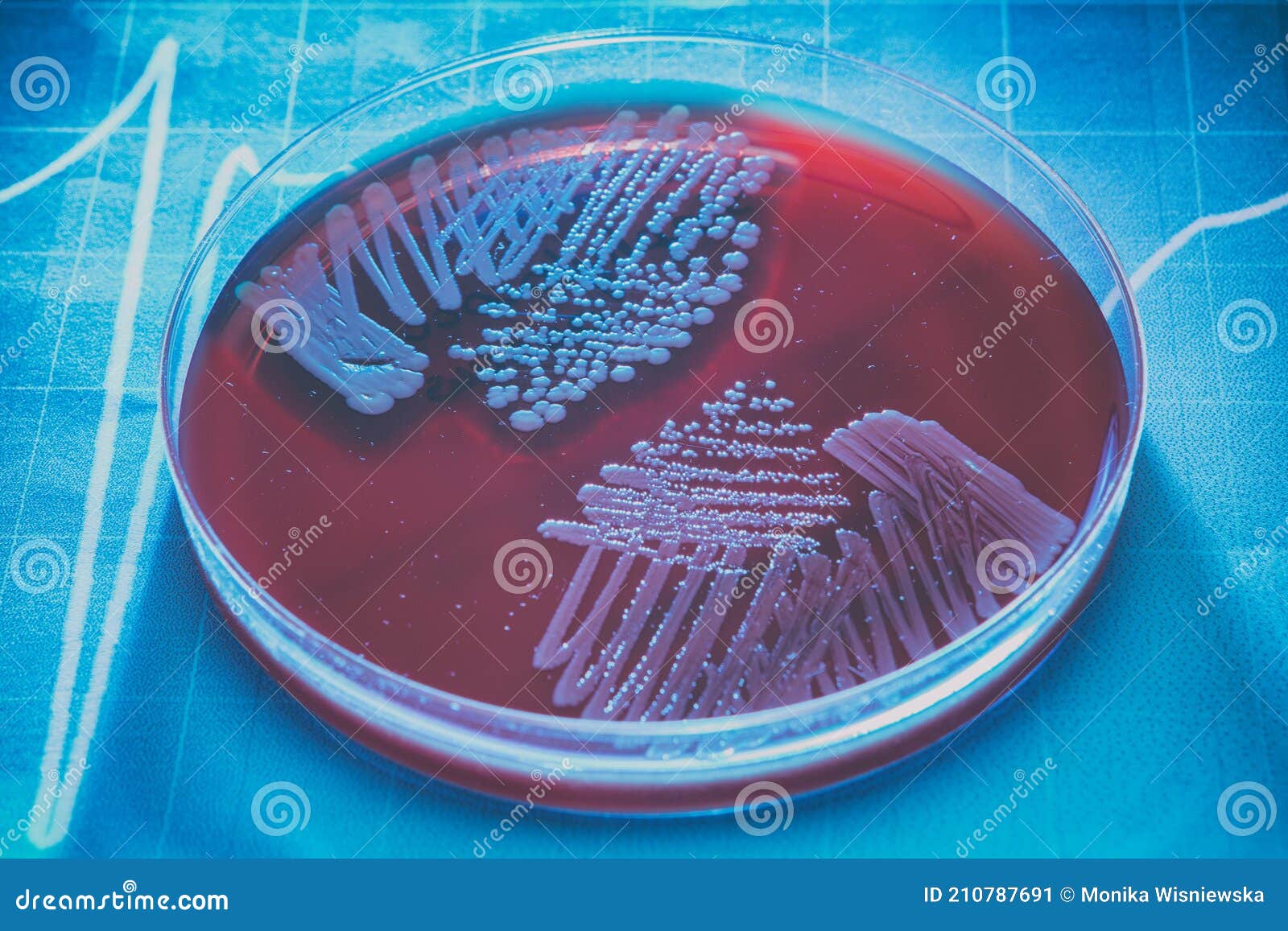 Petri Plate with Pathological Bacteria Stock Image - Image of danger ...