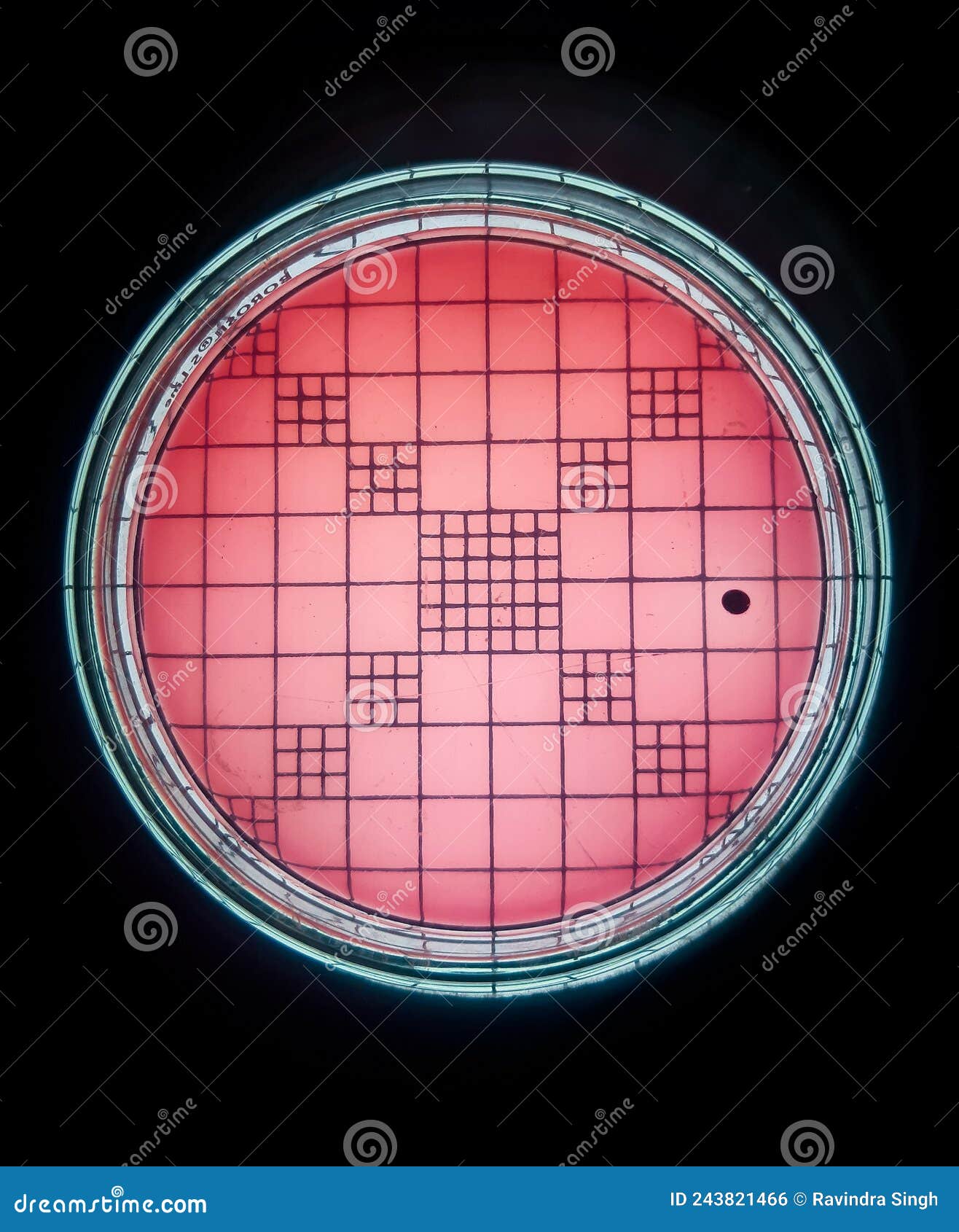 Petridish Having Coliform Colony on Violet Red Bile Agar Medium Stock ...