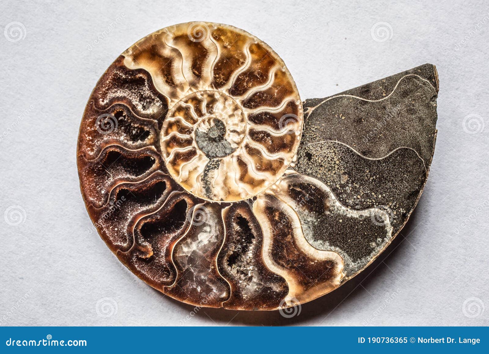 Petrification Pyritized, 150 Million Years Old Stock Image - Image of ...