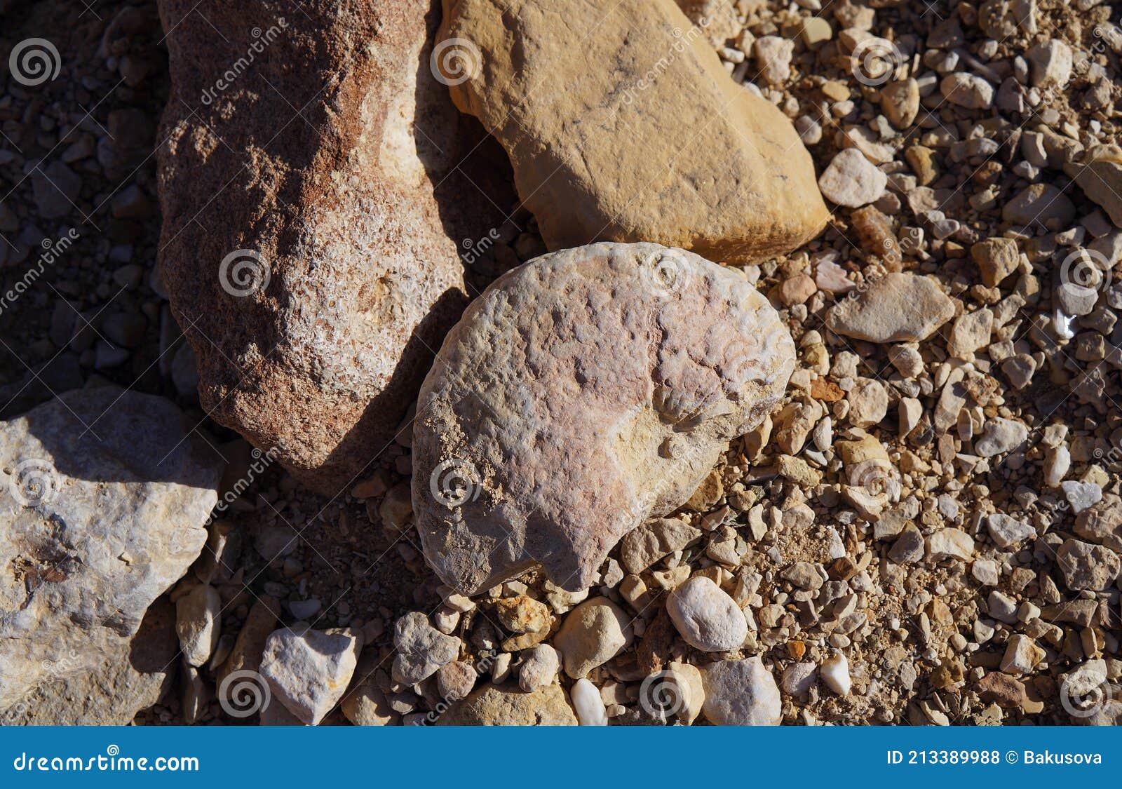 Petrified Ammonite Shell, Fossil from Prehistoric Time Stock Photo ...
