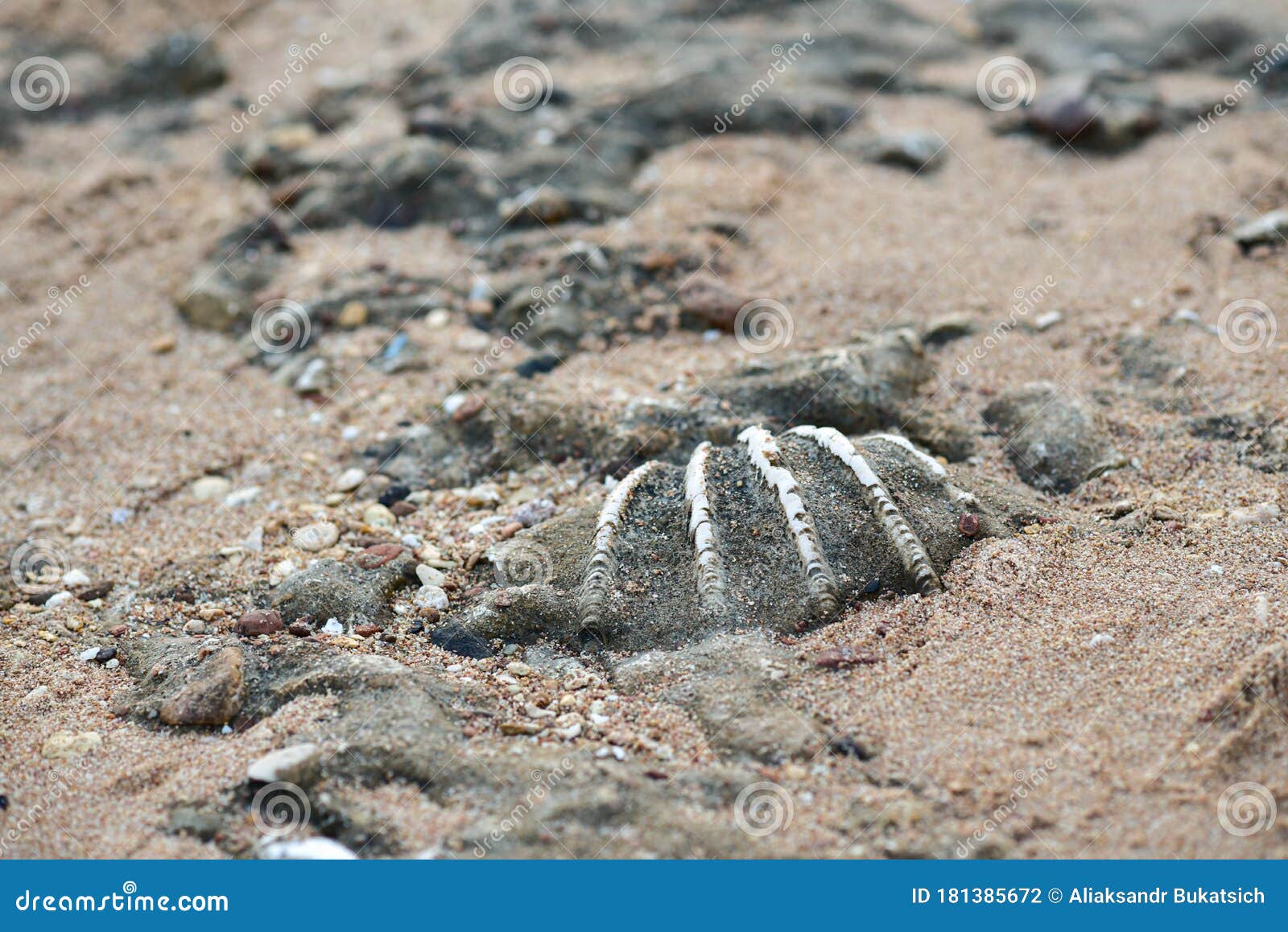 Petrified Ancient Shell Lies on the Seashore Stock Photo - Image of ...