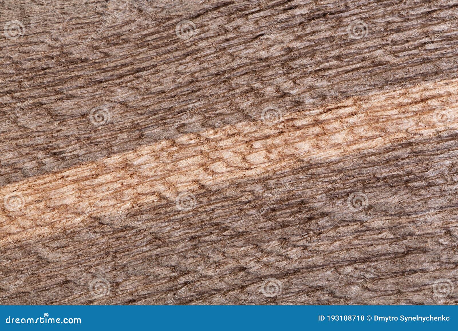 Petrified Bog Oak Wood Texture on Macro. Stock Photo - Image of dark ...