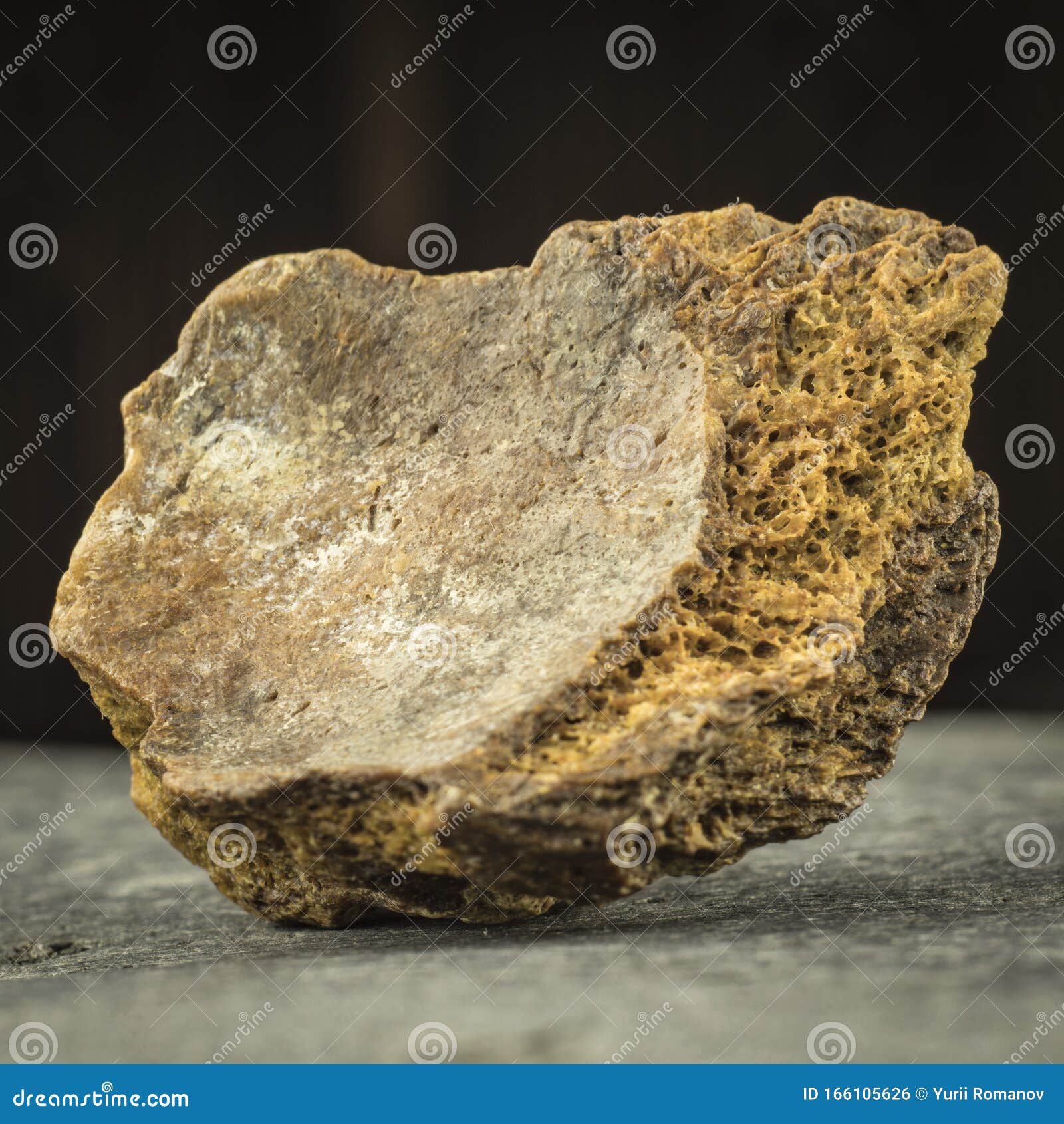 Petrified Bone of a Mammoth. Archeology Editorial Photo - Image of ...