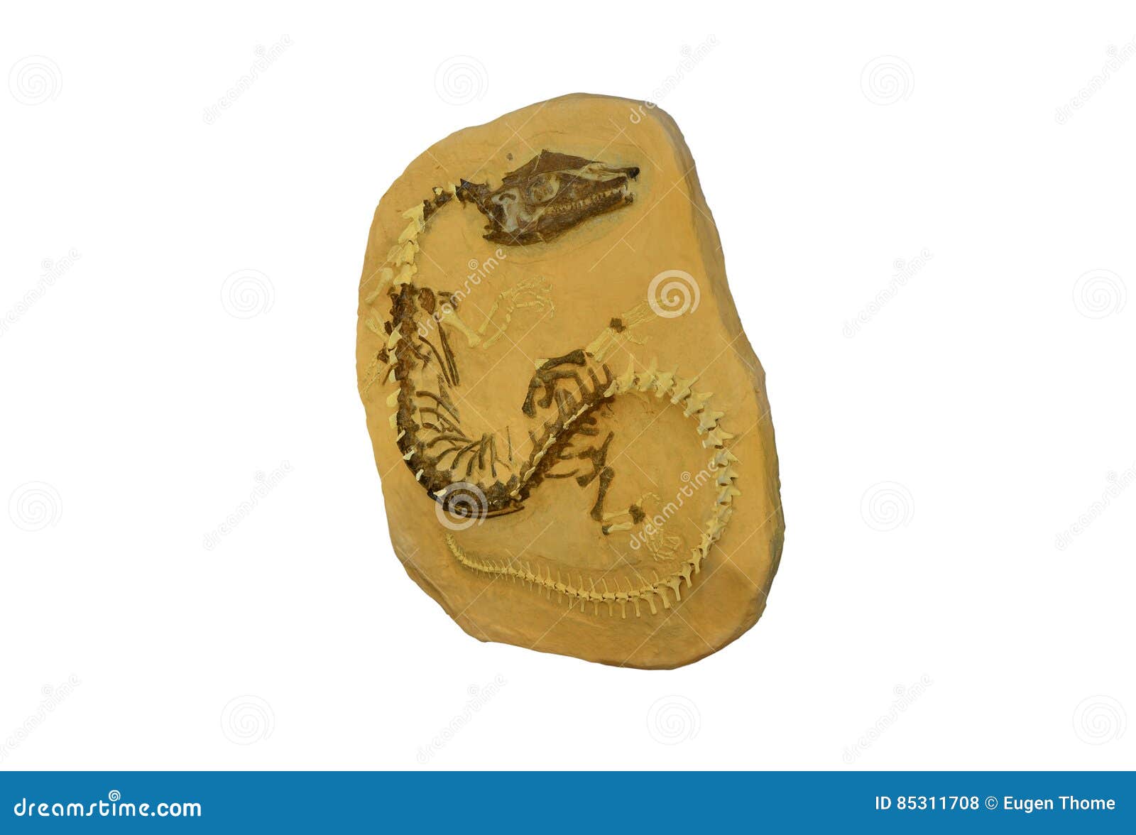 Petrified Dinosaur Skeleton Fossil Stock Photo - Image of paleontology ...