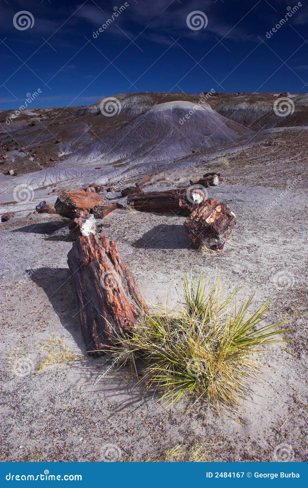 Petrified Forest stock image. Image of tree, region, landmark - 2484167