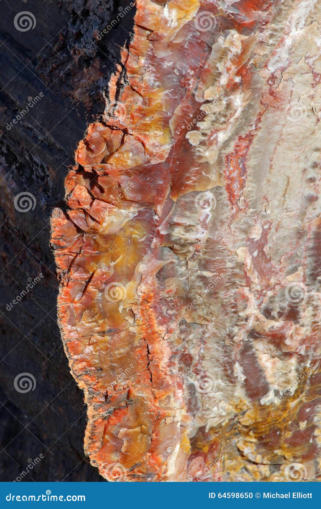 Petrified Forest stock photo. Image of petrifaction, sectioned - 64598650