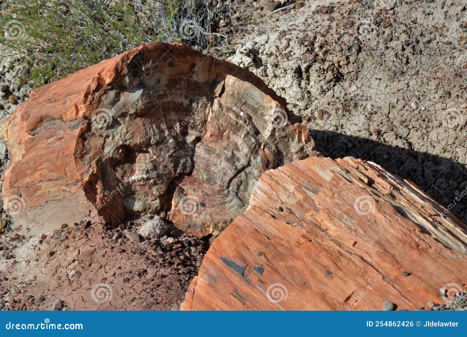 Petrified Forest stock photo. Image of ancient, extinct - 254862426