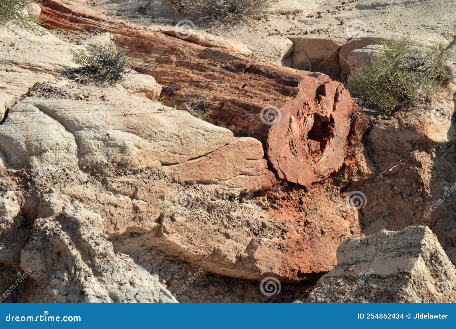 Petrified Forest stock photo. Image of geoligocal, nature - 254862434
