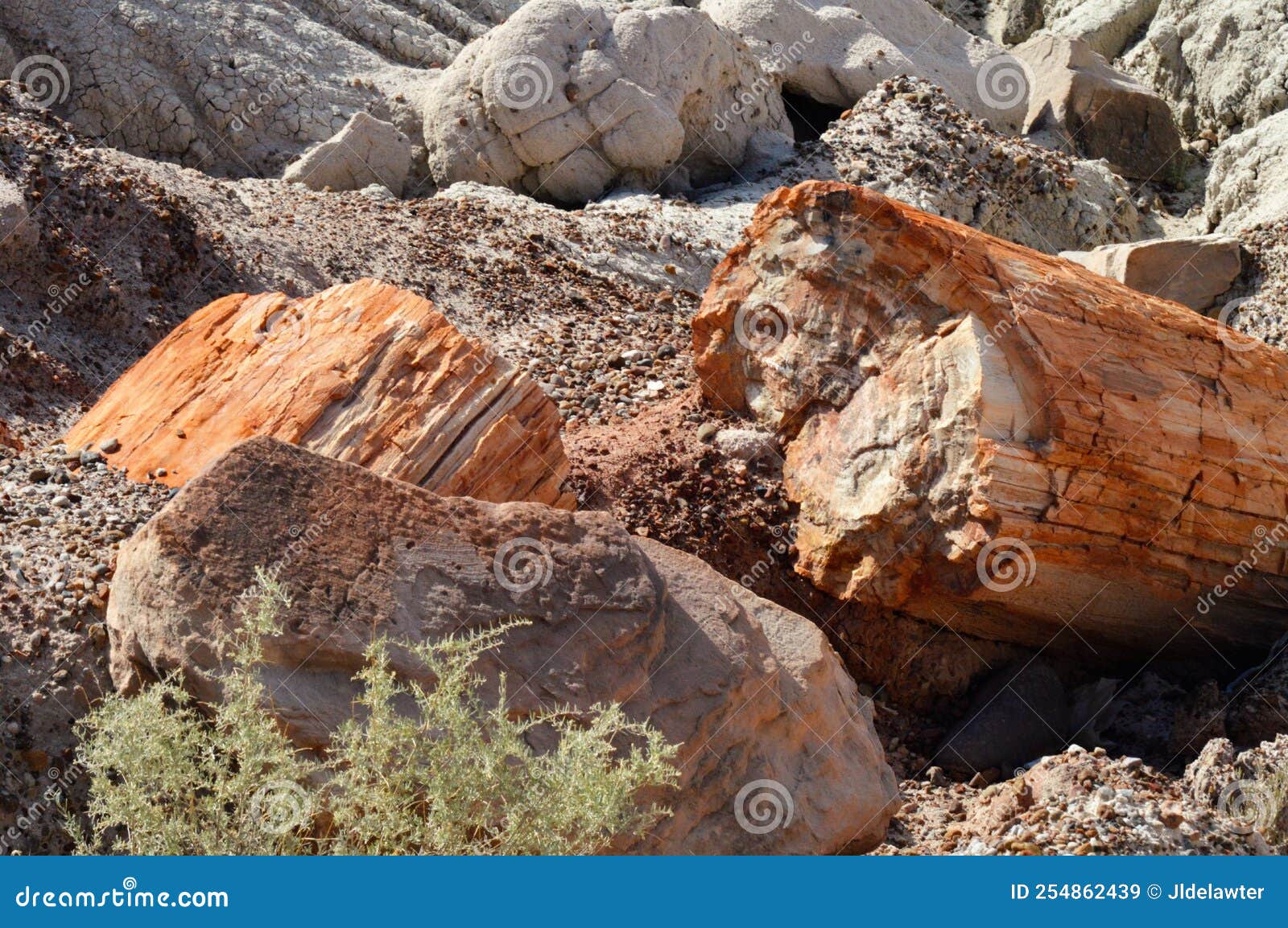 Petrified Forest stock image. Image of nature, desert - 254862439