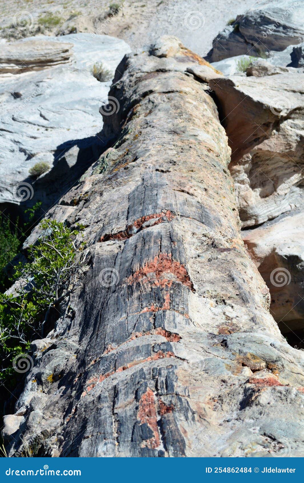 Petrified Forest stock photo. Image of geoligocal, landscape - 254862484