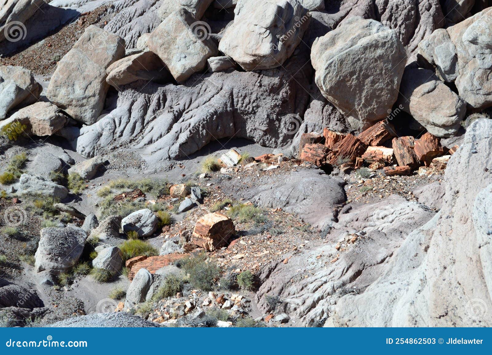 Petrified Forest stock image. Image of arizona, geoligocal - 254862503