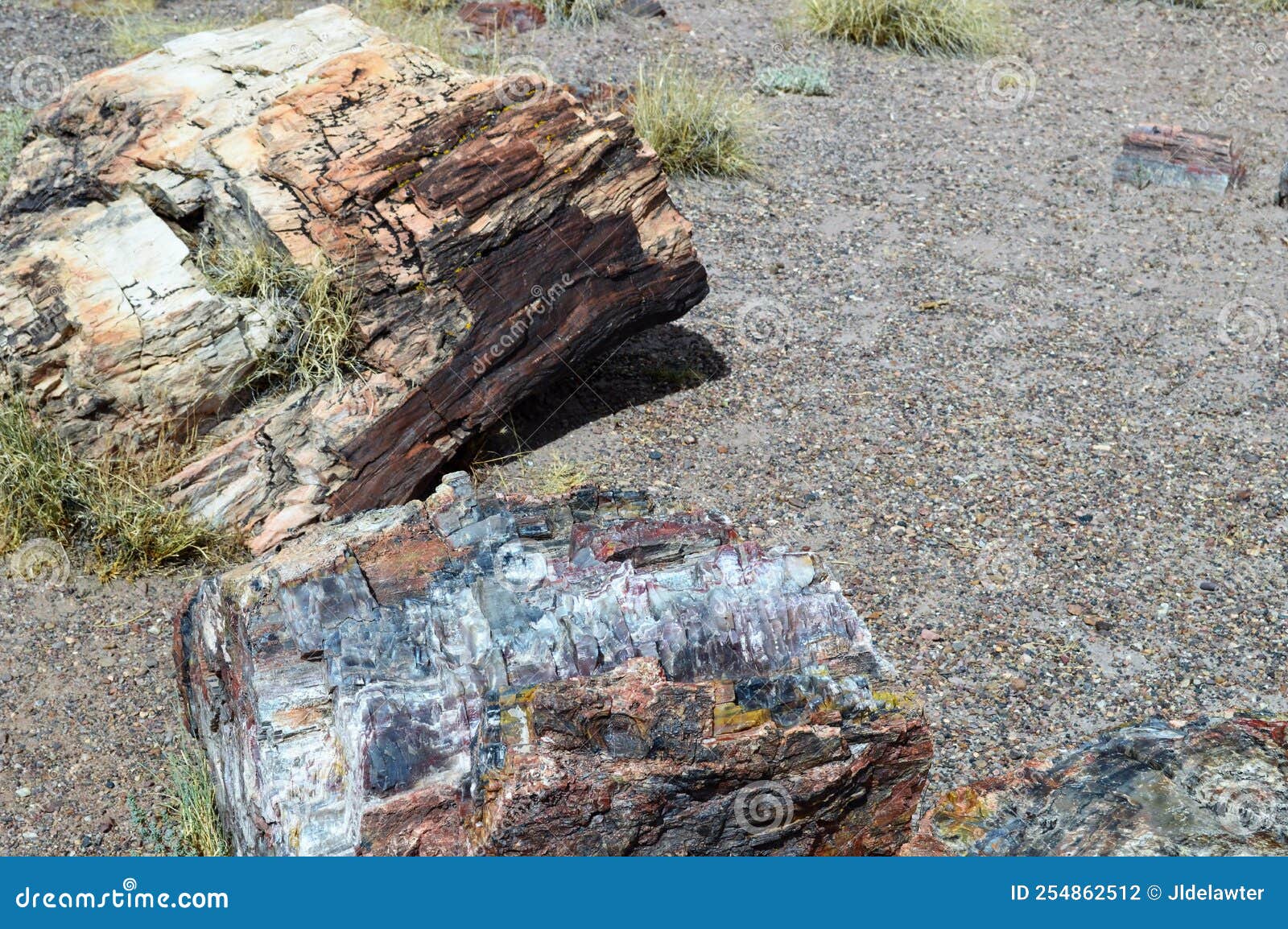 Petrified Forest stock photo. Image of geolog, trees - 254862512