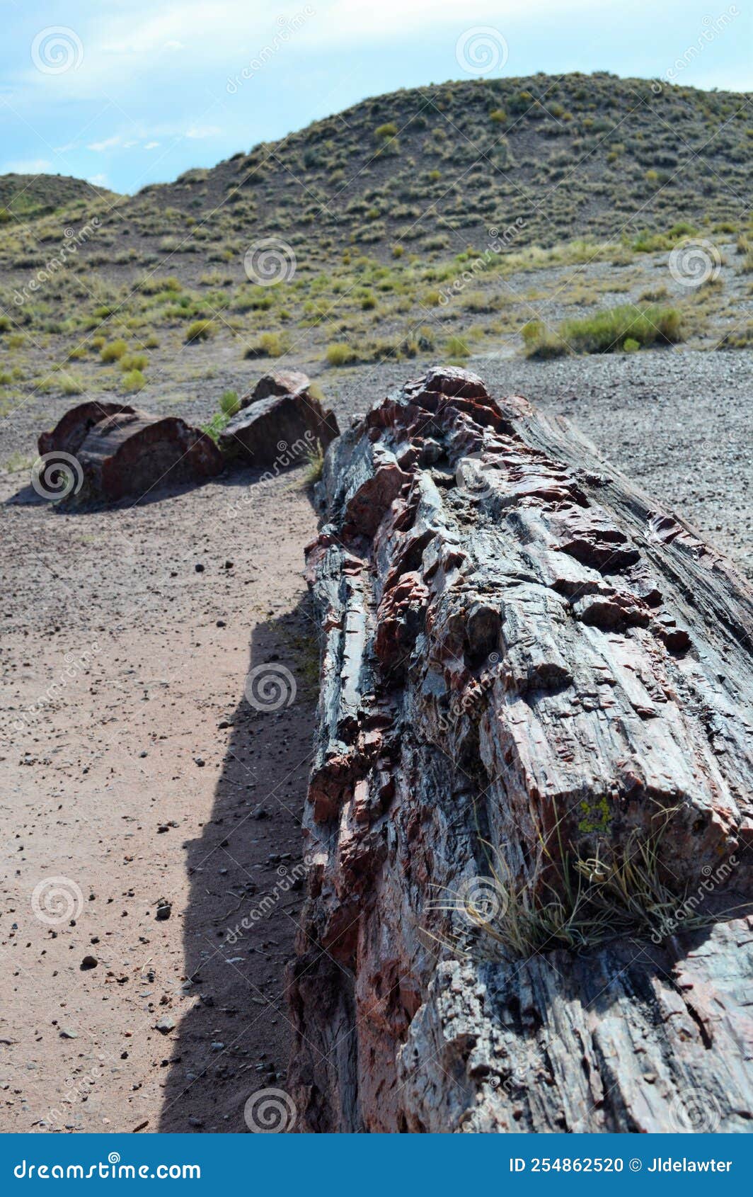 Petrified Forest stock photo. Image of tree, desert - 254862520