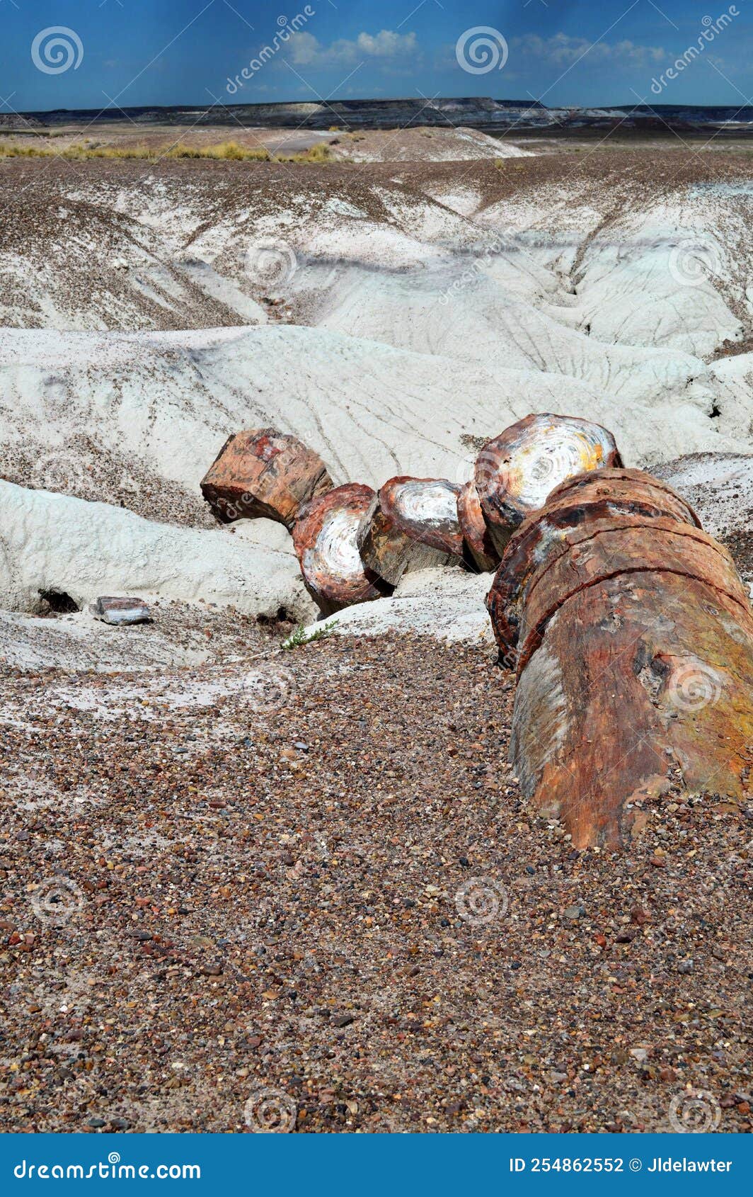 Petrified Forest stock photo. Image of geoligocal, fossilized - 254862552