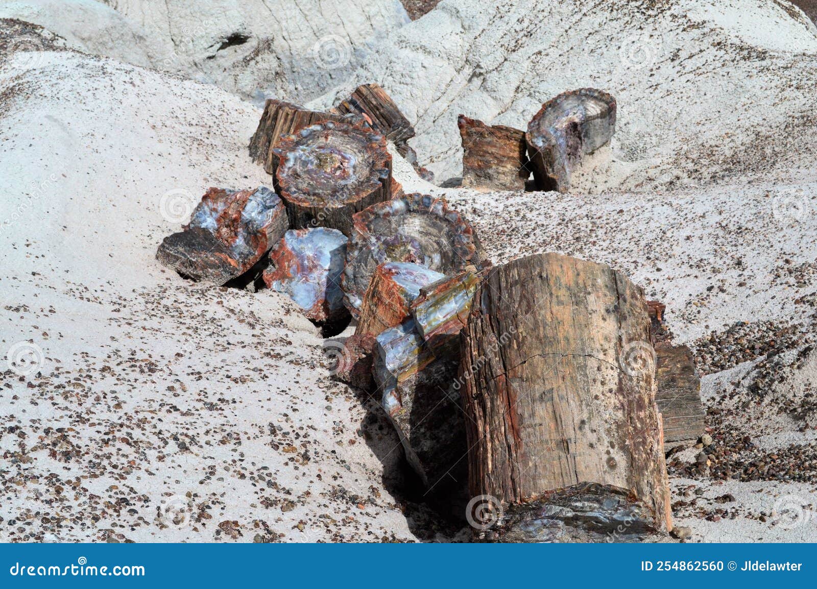 Petrified Forest stock photo. Image of fossilized, nature - 254862560