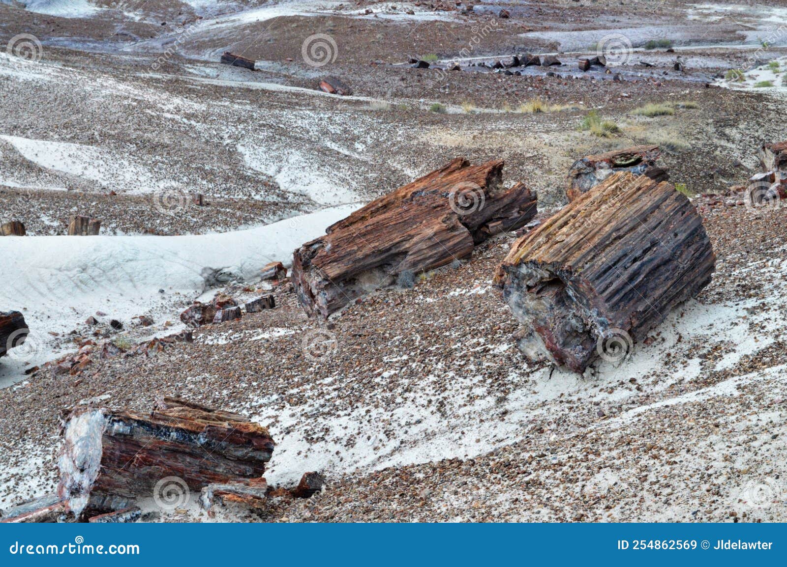 Petrified Forest stock image. Image of extinct, nature - 254862569