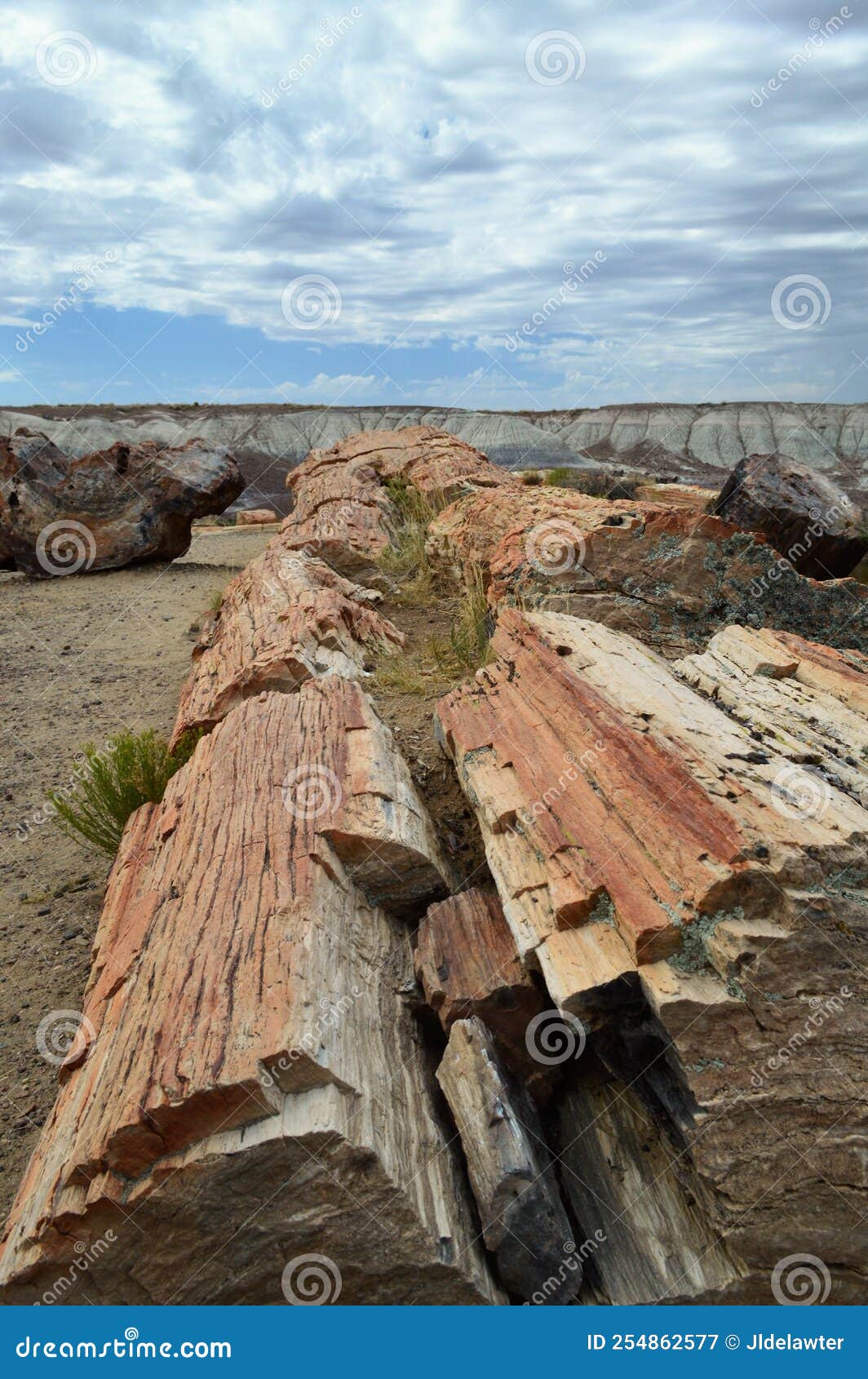 Petrified Forest stock image. Image of desert, petrified - 254862577