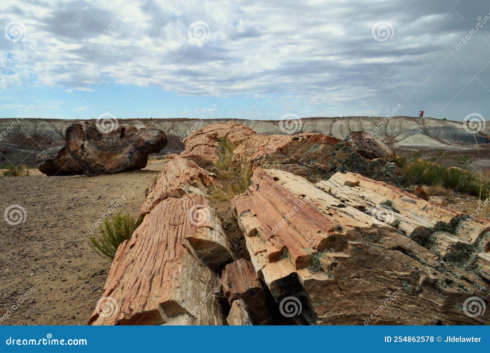 Petrified Forest stock photo. Image of landscape, forest - 254862578