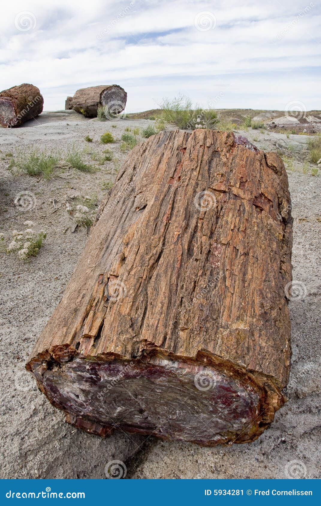 Petrified Forest National Park - Arizona. Stock Image - Image of forest ...