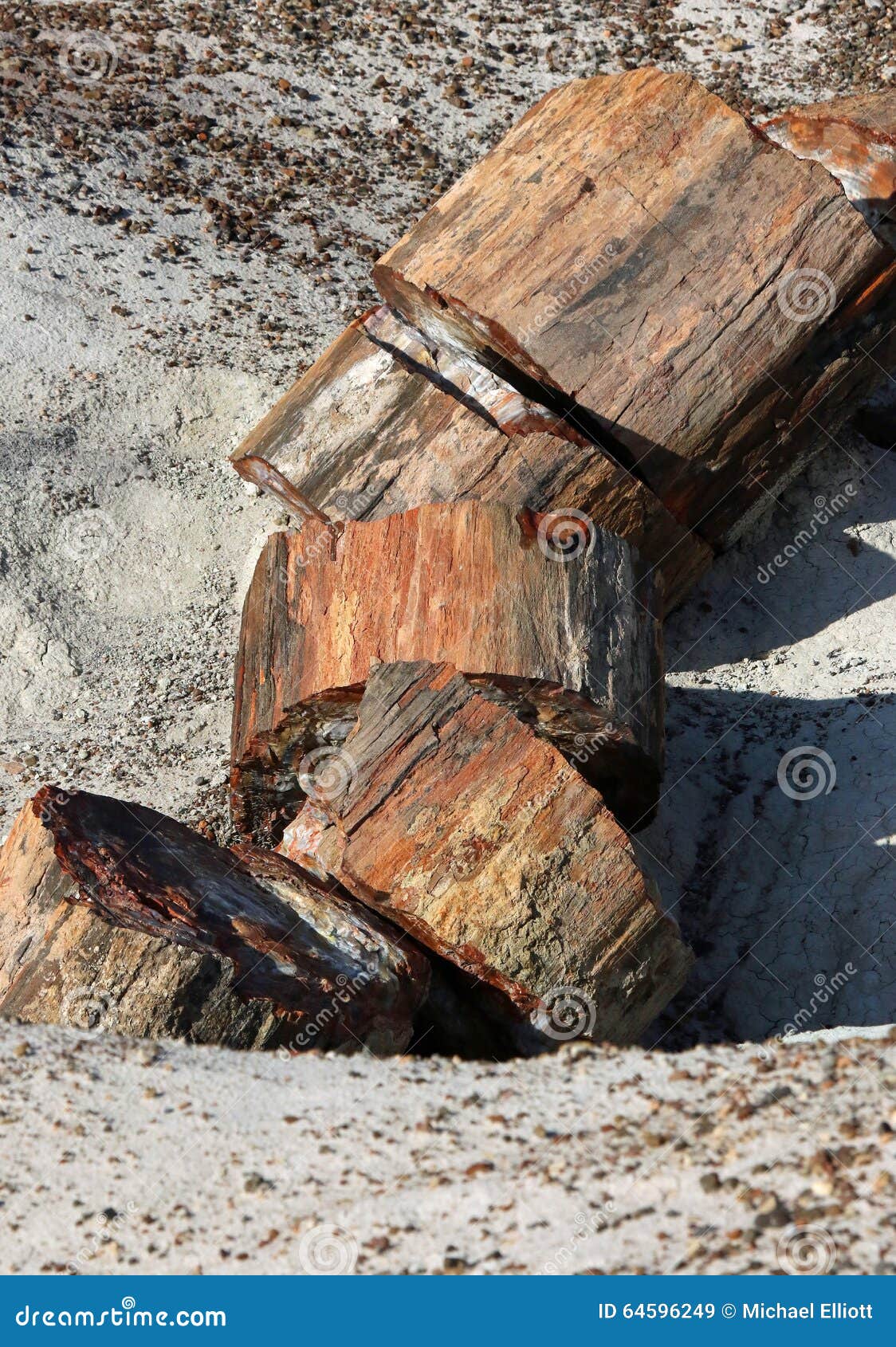Petrified Forest stock image. Image of detail, stony - 64596249