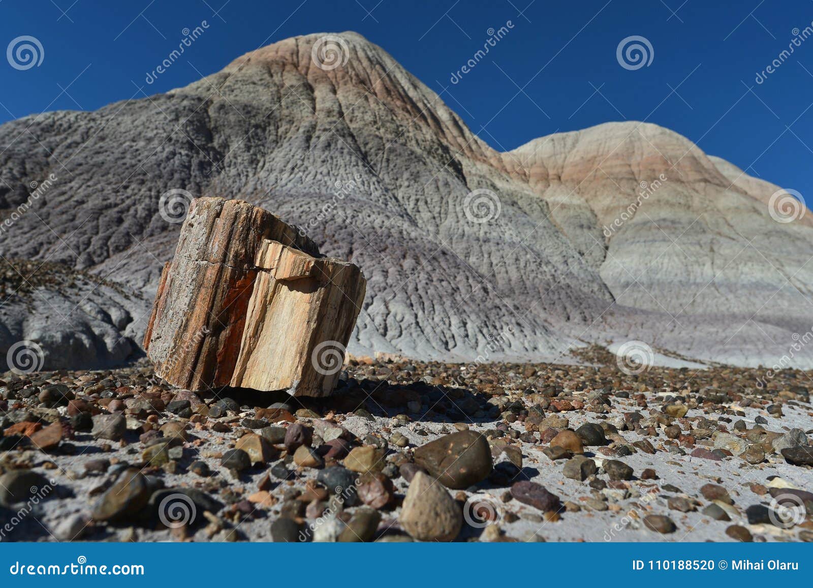 Petrified Forest wood rock stock photo. Image of dollars - 110188520