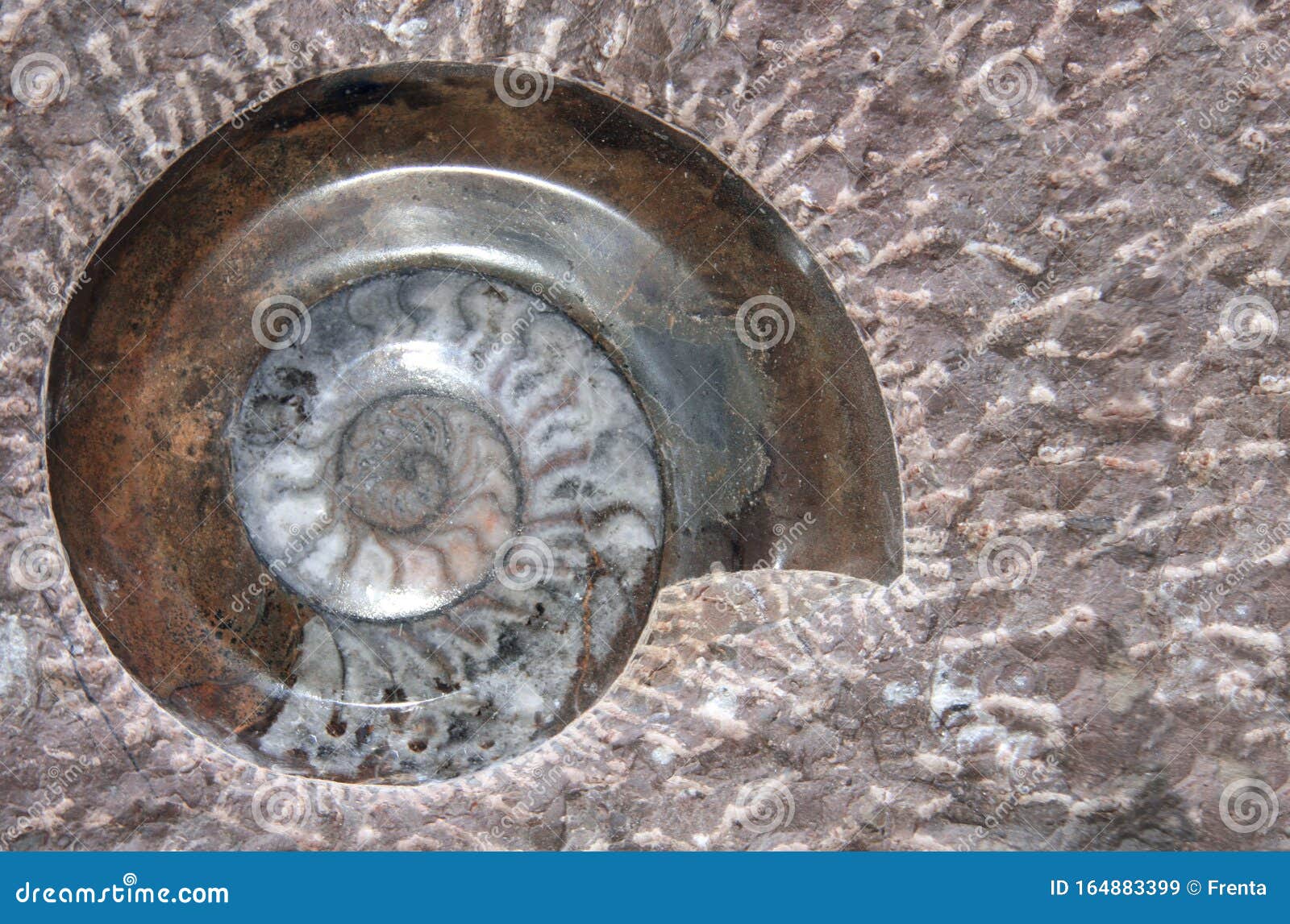 Petrified Fossil Ammonite Shell in Stone Stock Image - Image of ...