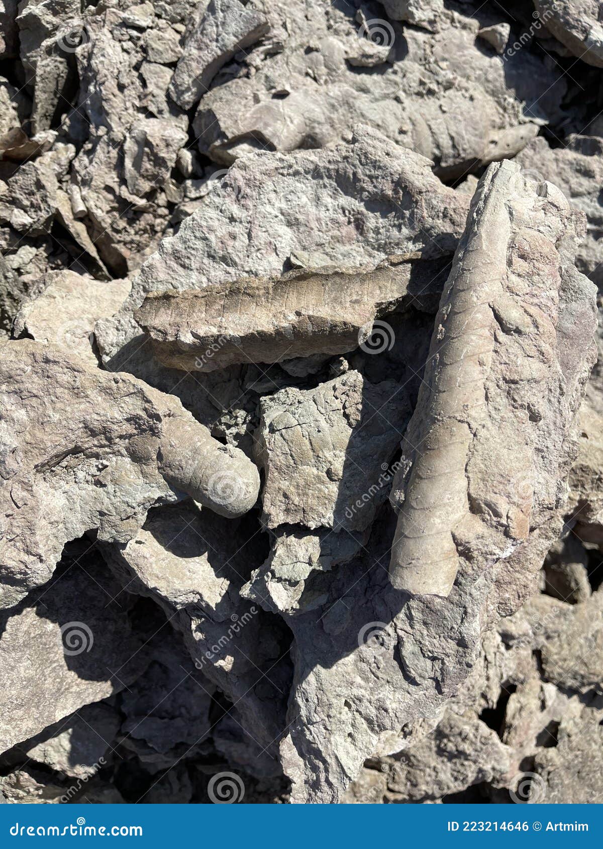 Petrified Extinct Ammonite Fossil Shell Remains Royalty-Free Stock ...