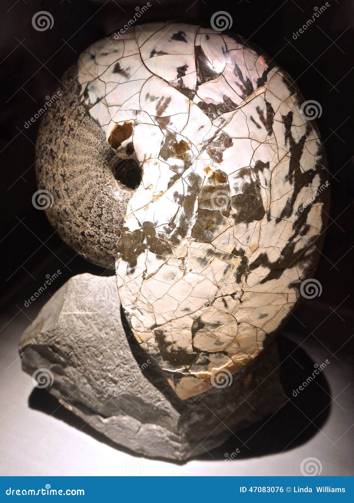 Petrified Fossil Nautilus from Prehistoric Seas Stock Photo - Image of ...