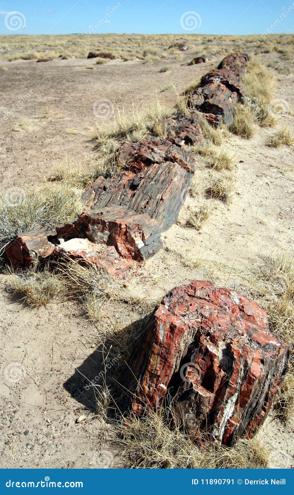 A Petrified Log in Petrified Forest Stock Image - Image of geology ...