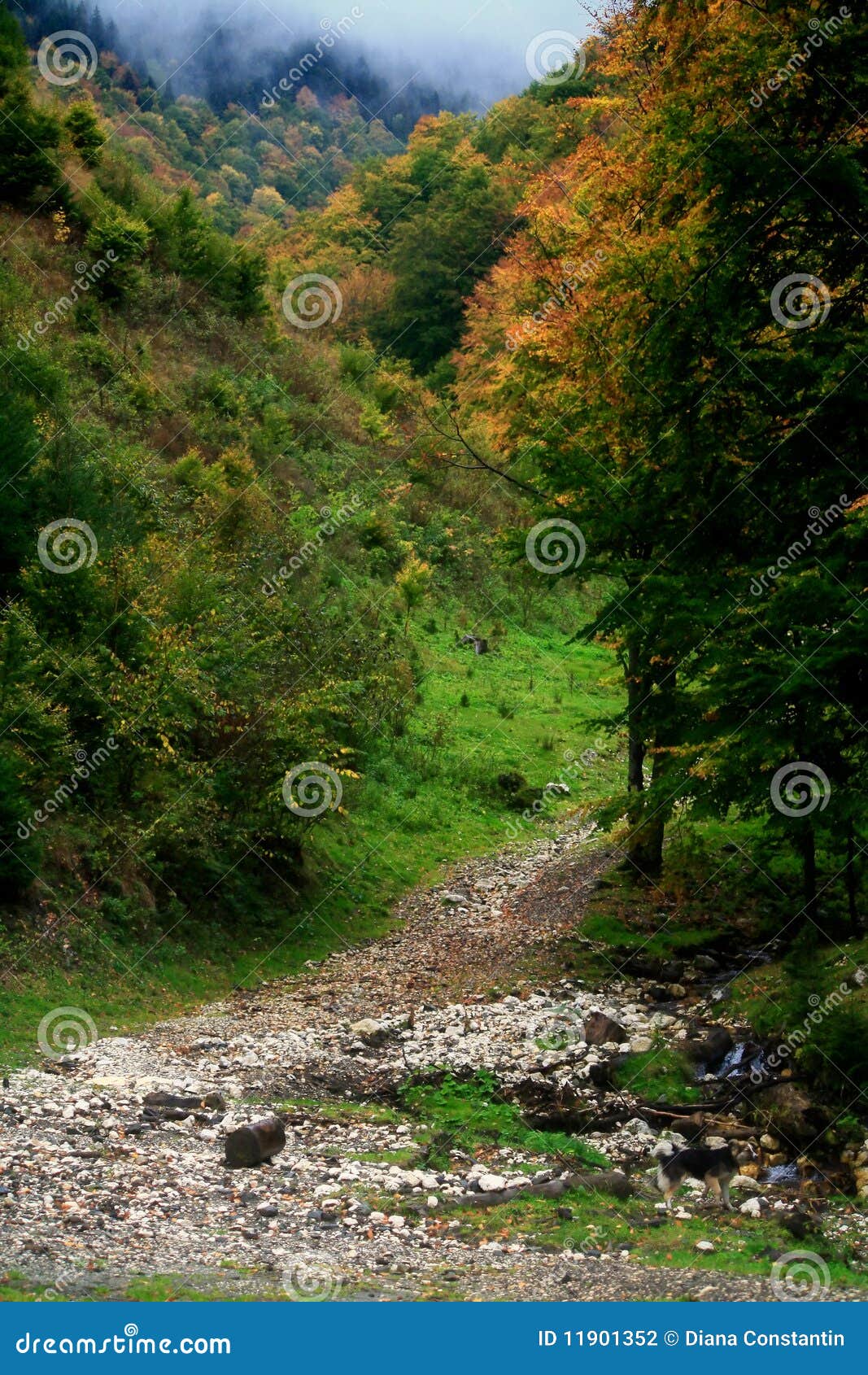 Petrified mountain trail stock photo. Image of alpine - 11901352