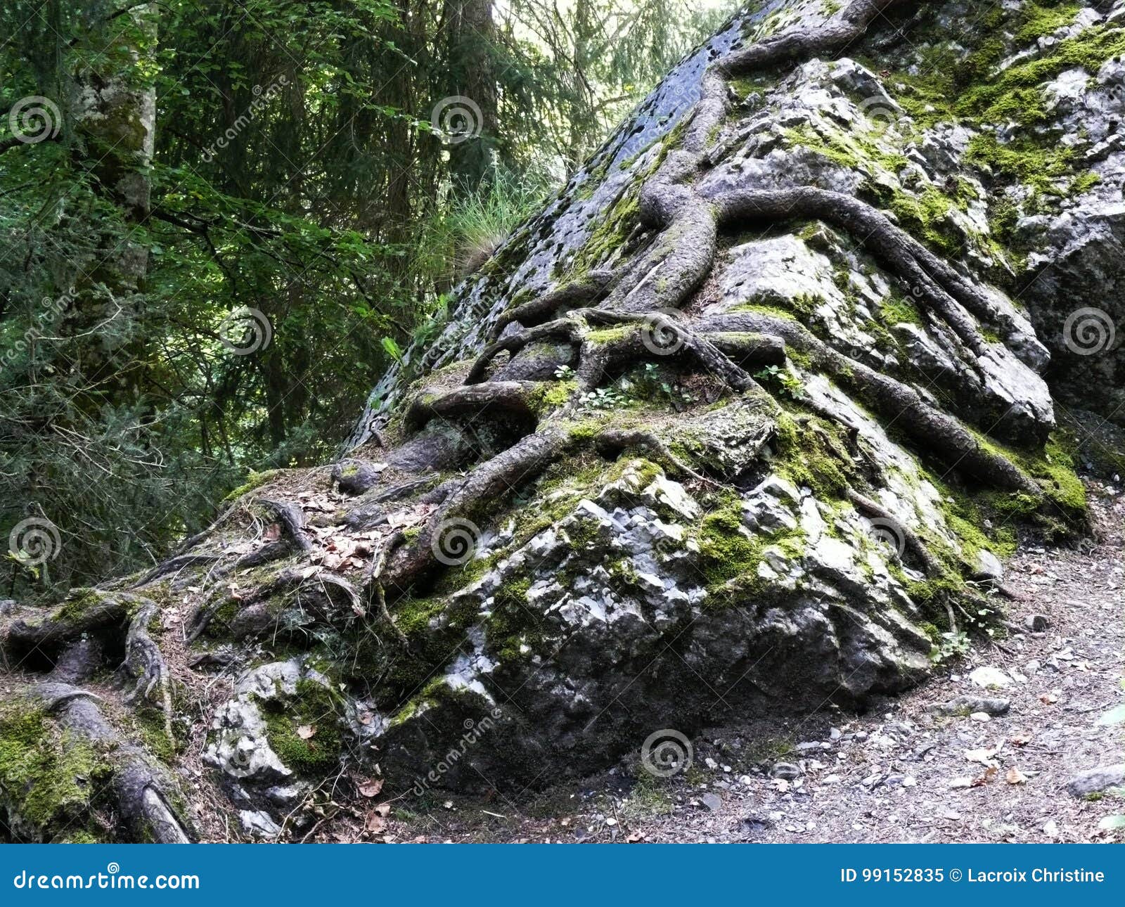 Petrified Roots Around a Rock. Stock Image - Image of forest, plant ...