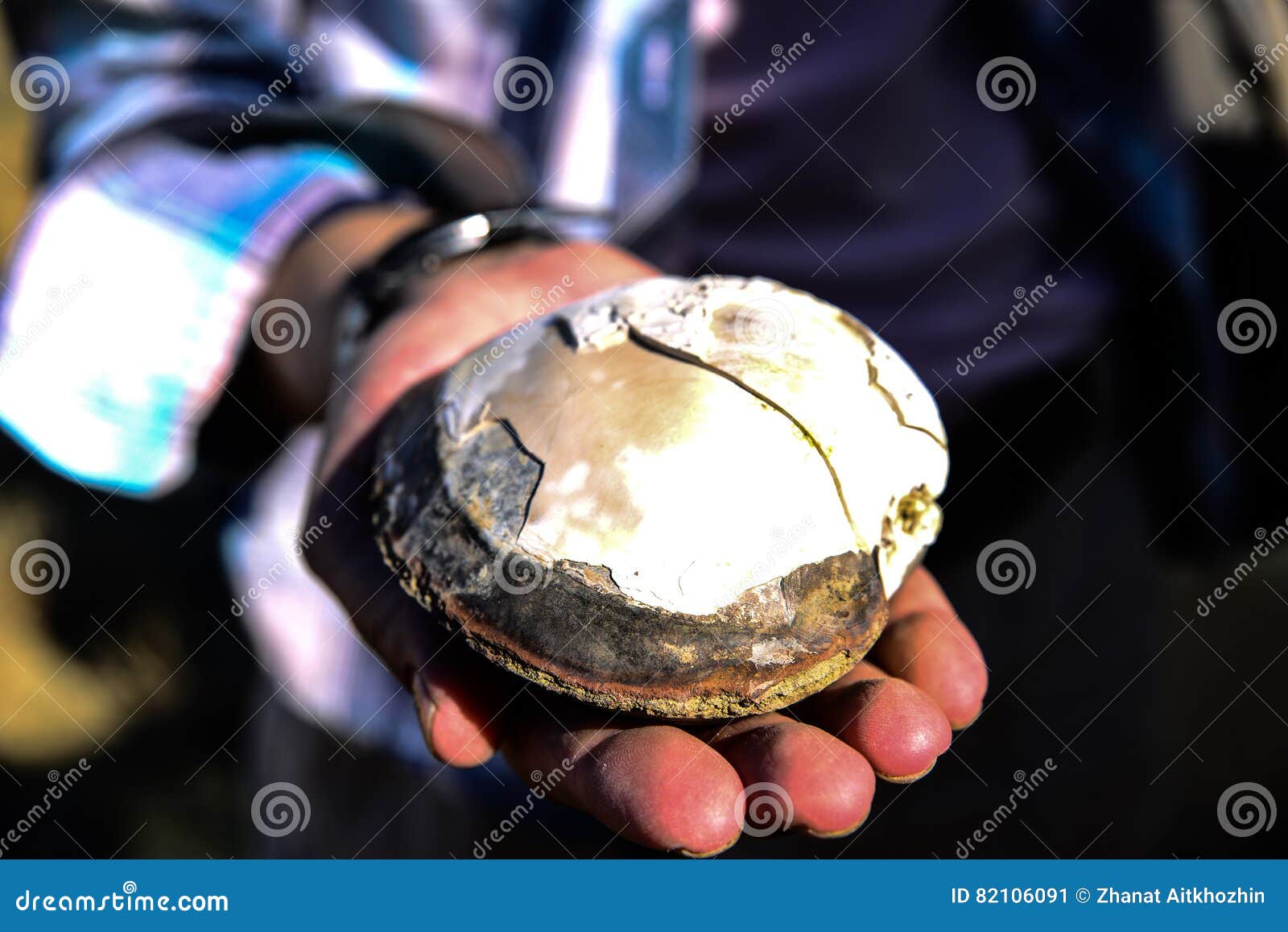 Petrified shell stock image. Image of aral, petrified - 82106091